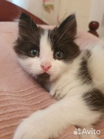 Пушистая малышка ищет свои ручки