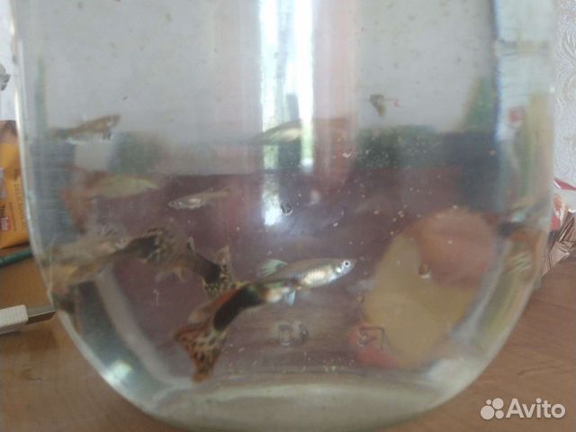 Аквариумные рыбки 14 шт