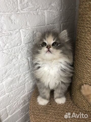 Британская длинношерстная