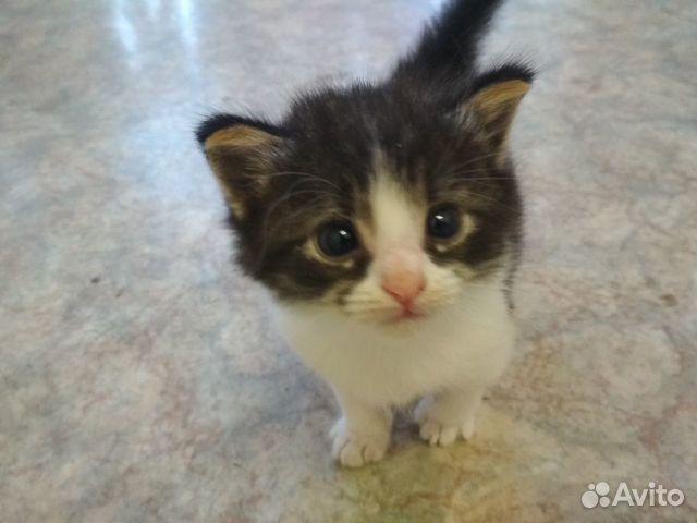 Котенок Васенька в добрые руки