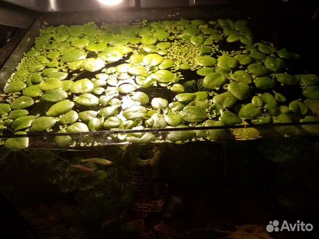 Водоросли для аквариума