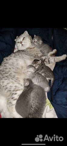 Шотландские котята