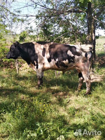 Быки на мясо