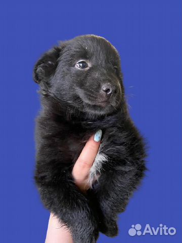 Сириус, щенок 2 мес