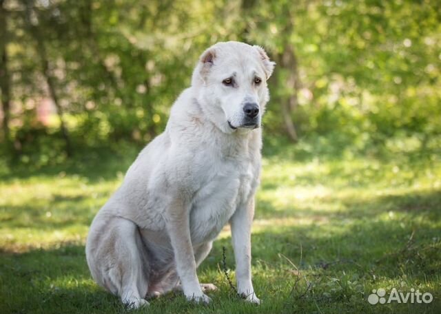 Добрая и спокойная Терра в поиске своей семьи