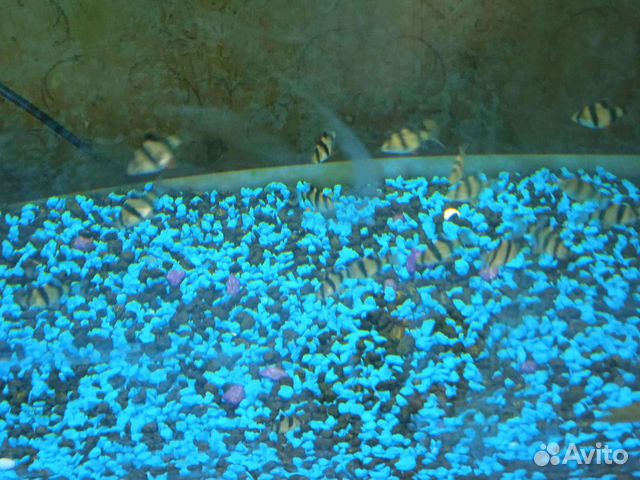 Коралл балянус