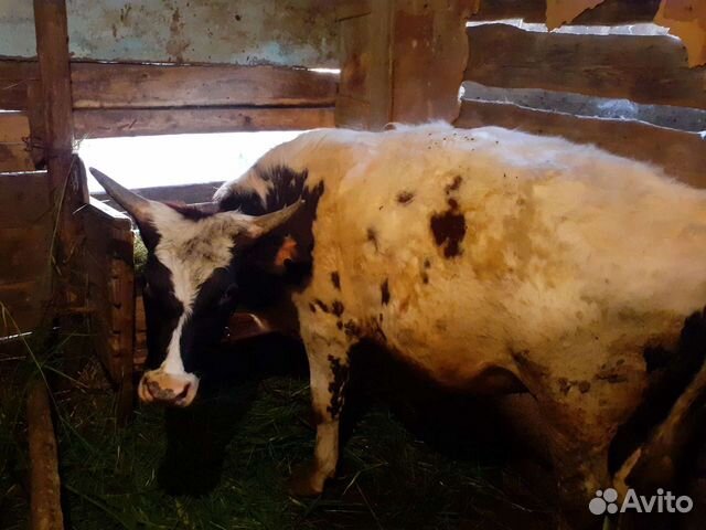 Бычки и телята быки