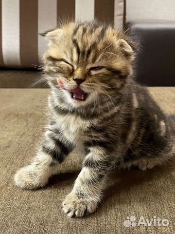 Вислоухая красавица