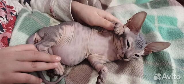 Донской сфинкс котята