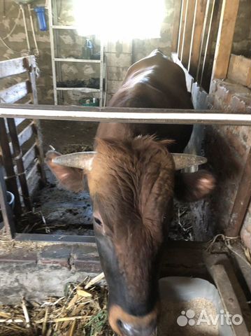 Бык откормочный 1 год