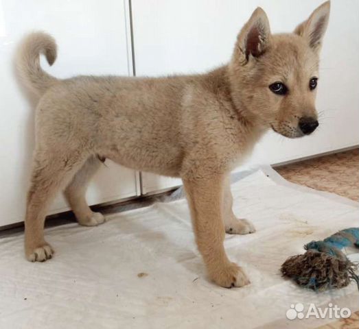 Красавчик ищет дом