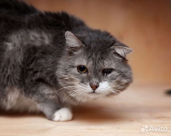 Кот Кутузов с тяжёлым прошлым