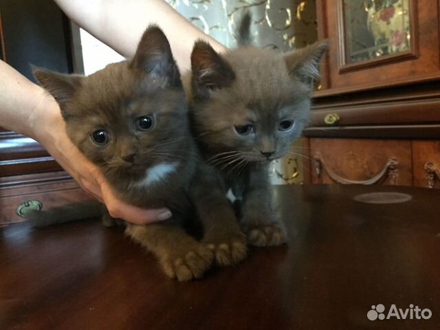 Шотландские котята редкого окраса