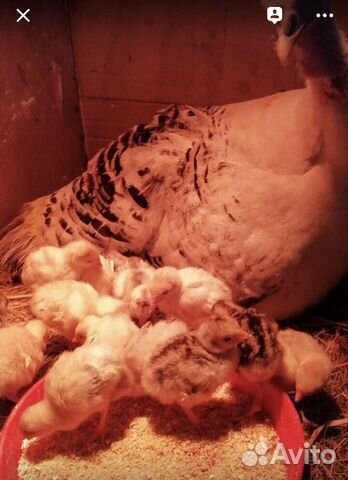 Продам Индюшат