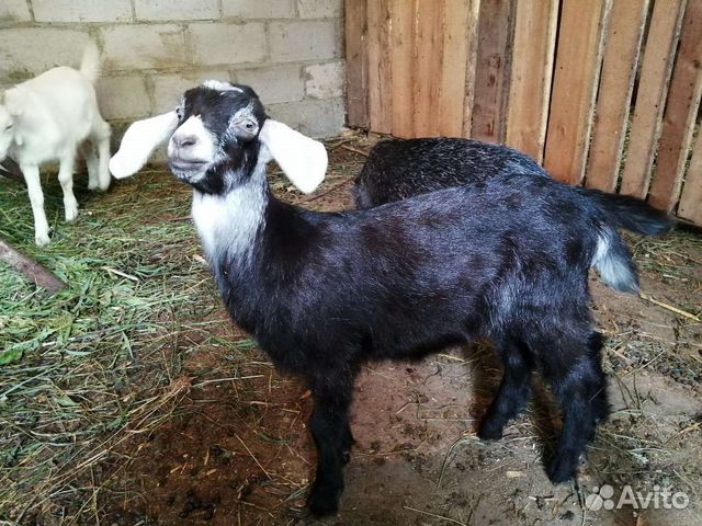 Коза дойная козлята