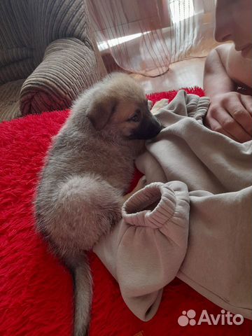 Собака в добрые руки щенок овчарка