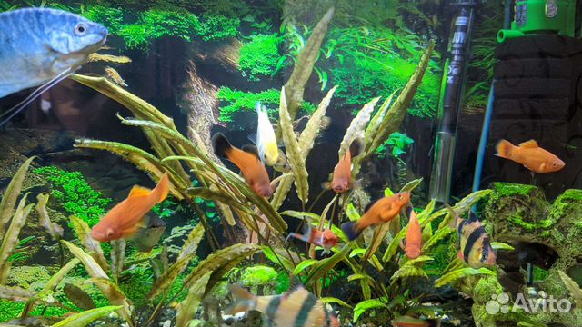 Украшение для аквариума