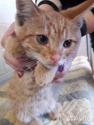 Рыжий котенок в добрые руки