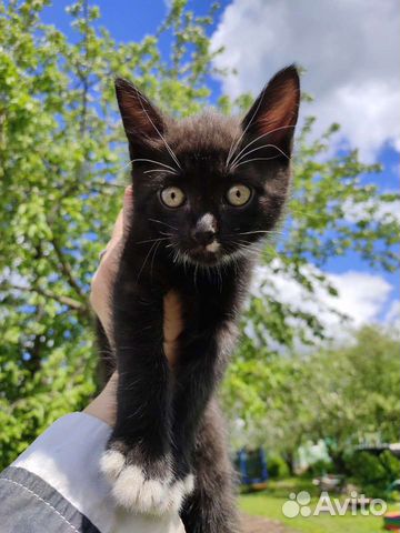 Котëнок Финдус в добрые руки в дар