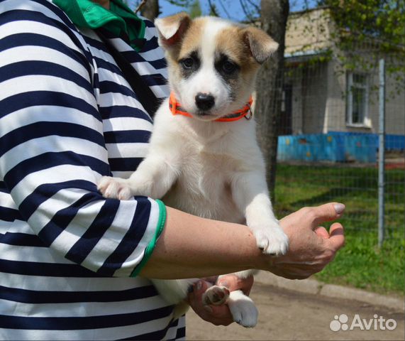 Щенок в дар