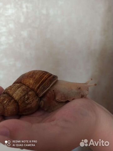 Отдам бесплатно животные