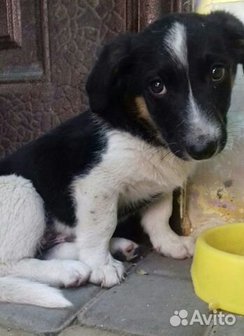 Щенок полукровка