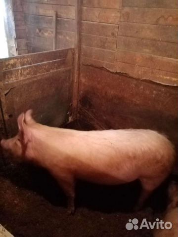 Поросенок 10 месяцев