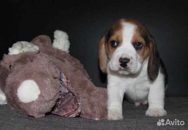 Щенки Бигль триколор