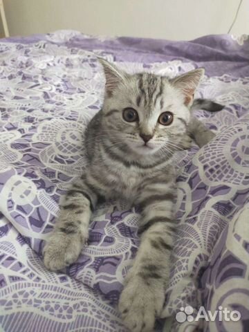 Котенок шотландец