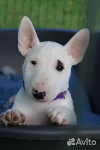 Миниатюрный бультерьер щенки
