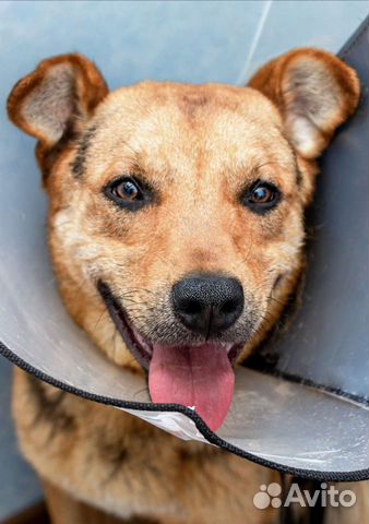 Солнечный пёс Василь в добрые руки