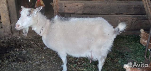 Продаётся дойная коза и молодая козочка