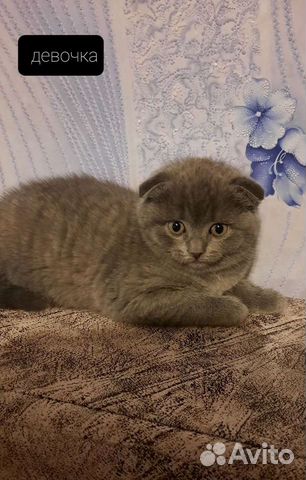 Шотландская