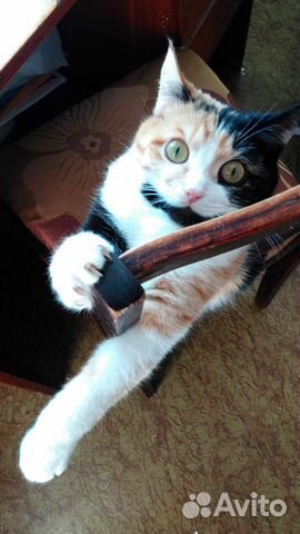 Отдам в добрые руки