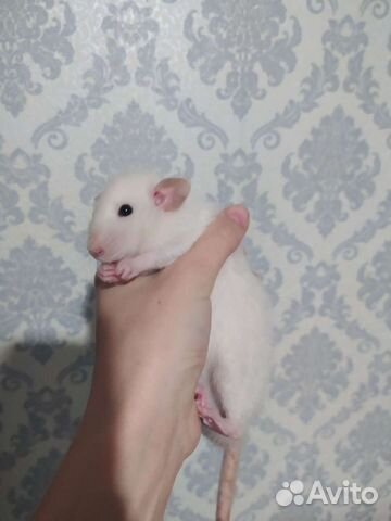 Крыса дамбо