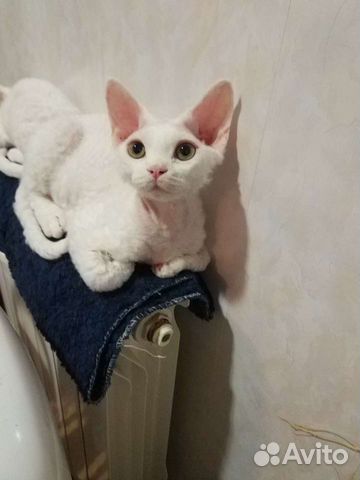 Котята девон-рекс