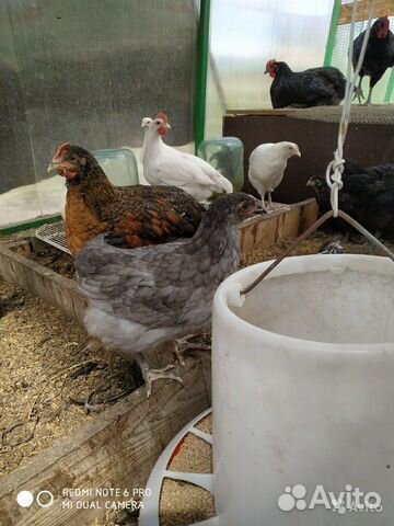 Цыплята 3.5месяца мясо яичные