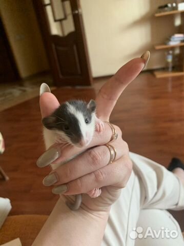 Крысята из домашнего питомника