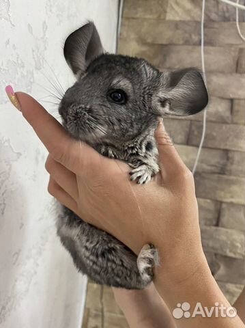Шиншилла мальчик
