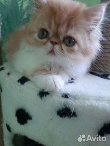 Персидская