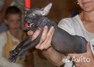 Кошка Петерболд