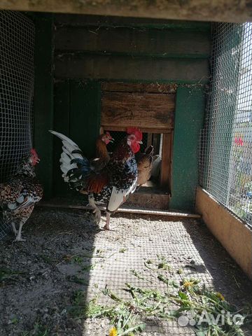 Бентамка ситцевая