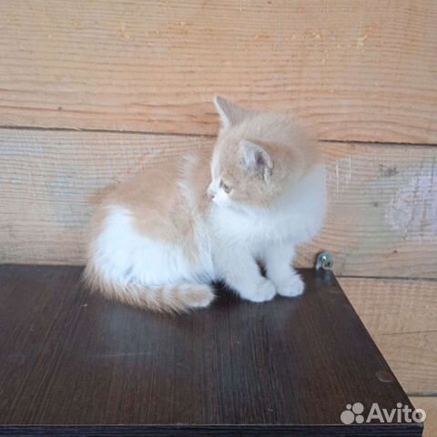 Котёнок