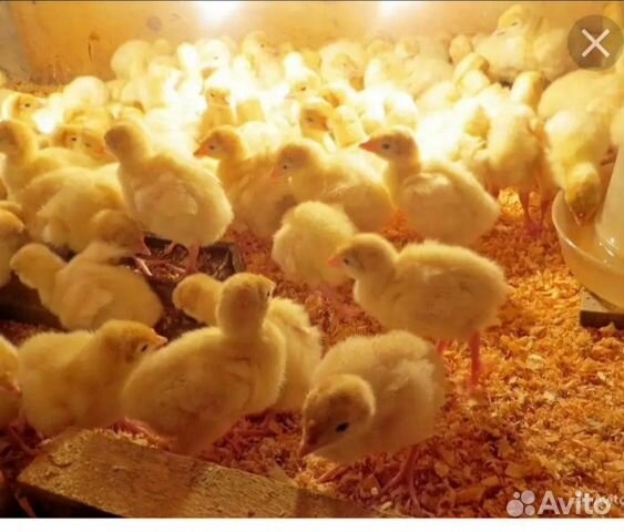 Индюшата суточные