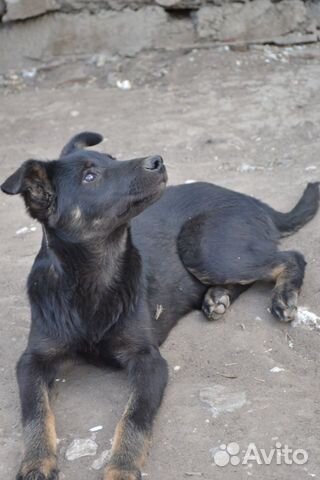 Девочка Черри ищет дом