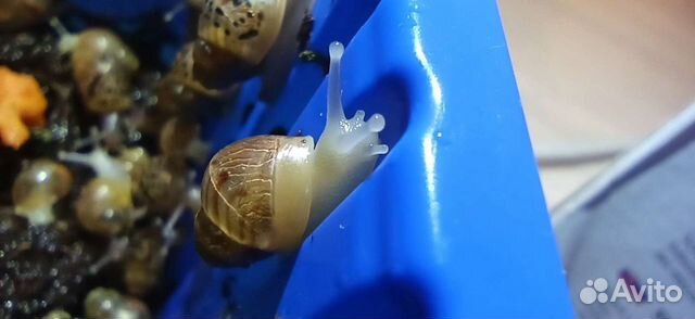 Улитки ахатины