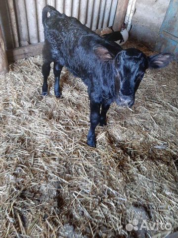 Продается бычек айширской породы