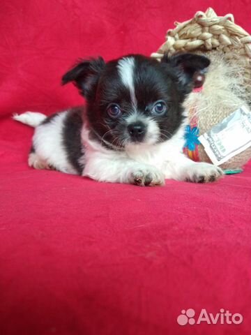 Щенки чихуахуа