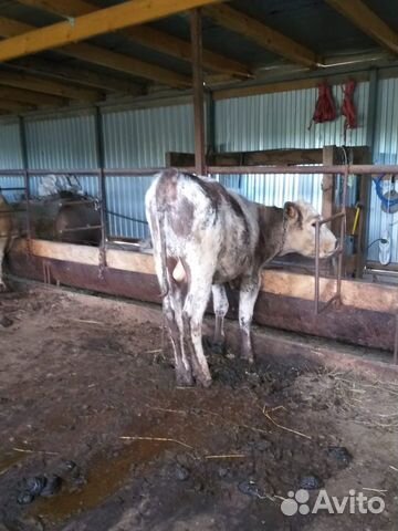 Бычки на откорм