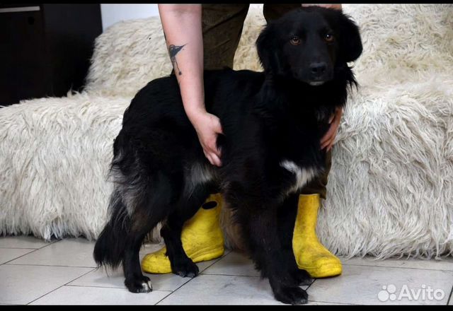 Собака мальчик ищет дом